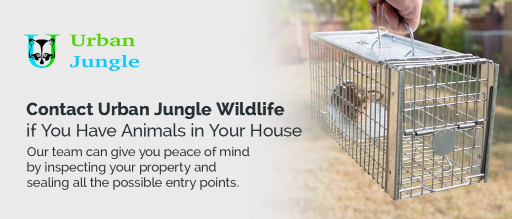 How Do Wild Animals Get Into Homes | Wildlife Exclusion