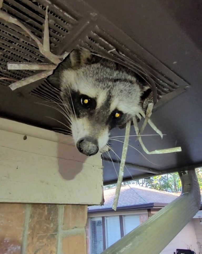 How Do Wild Animals Get Into Homes | Wildlife Exclusion