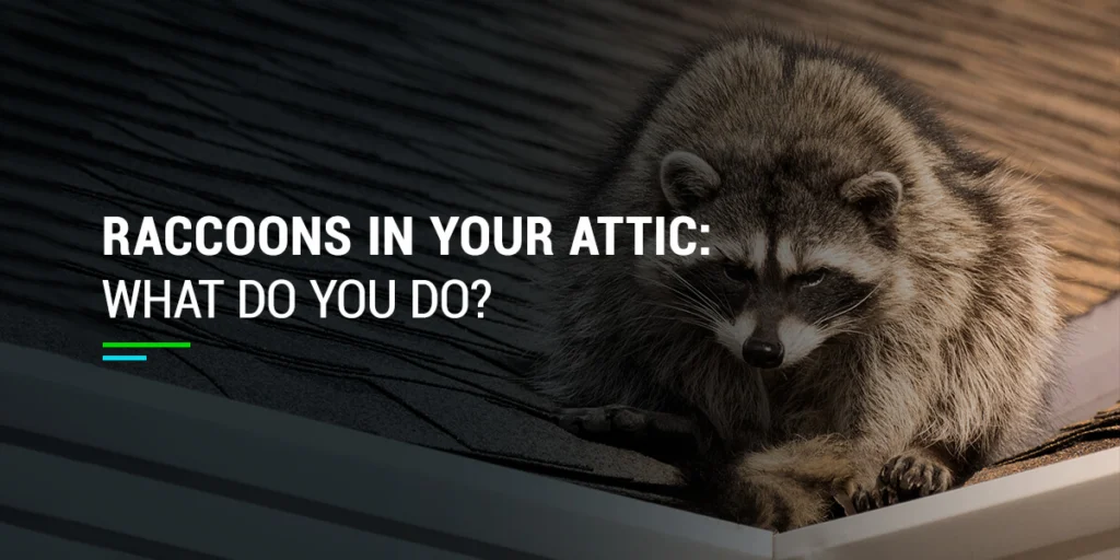 Raccoons Living in Your Attic: How to Get Rid of Them