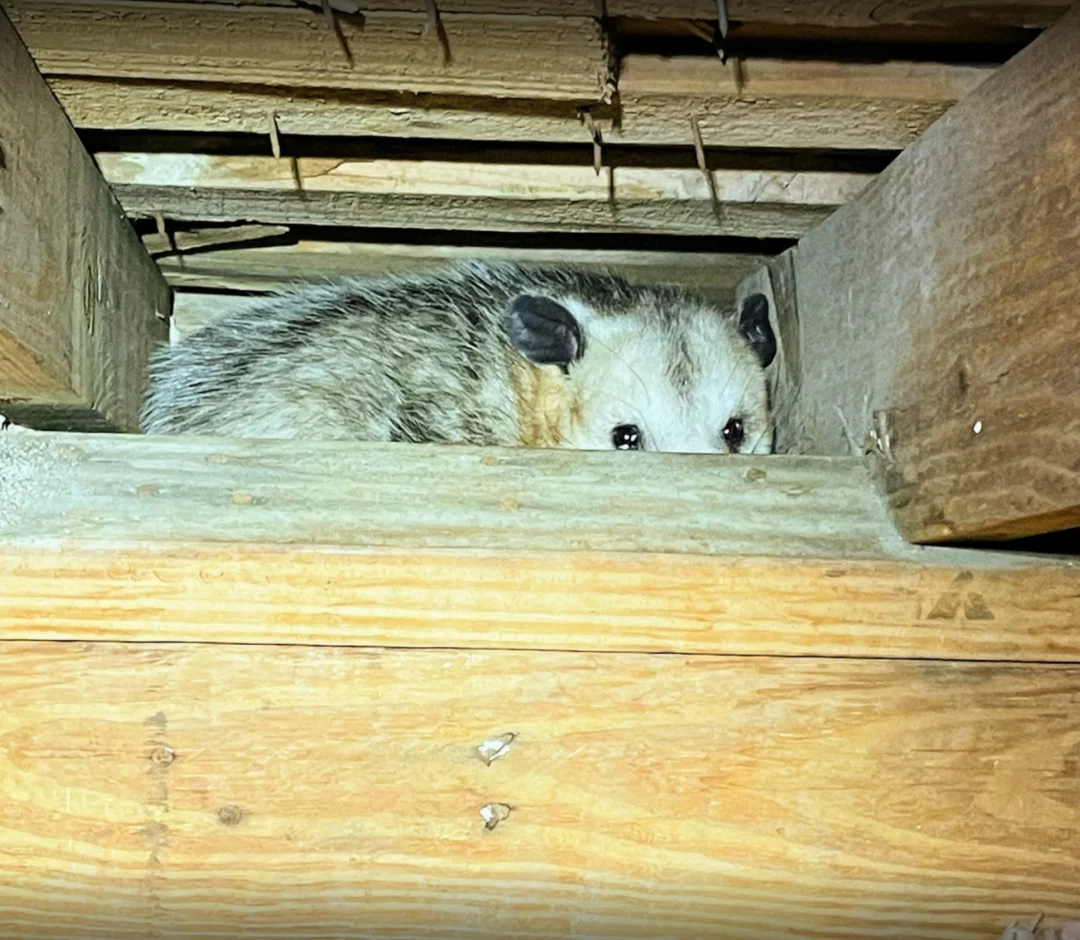 Signs of Opossums in Your Home
