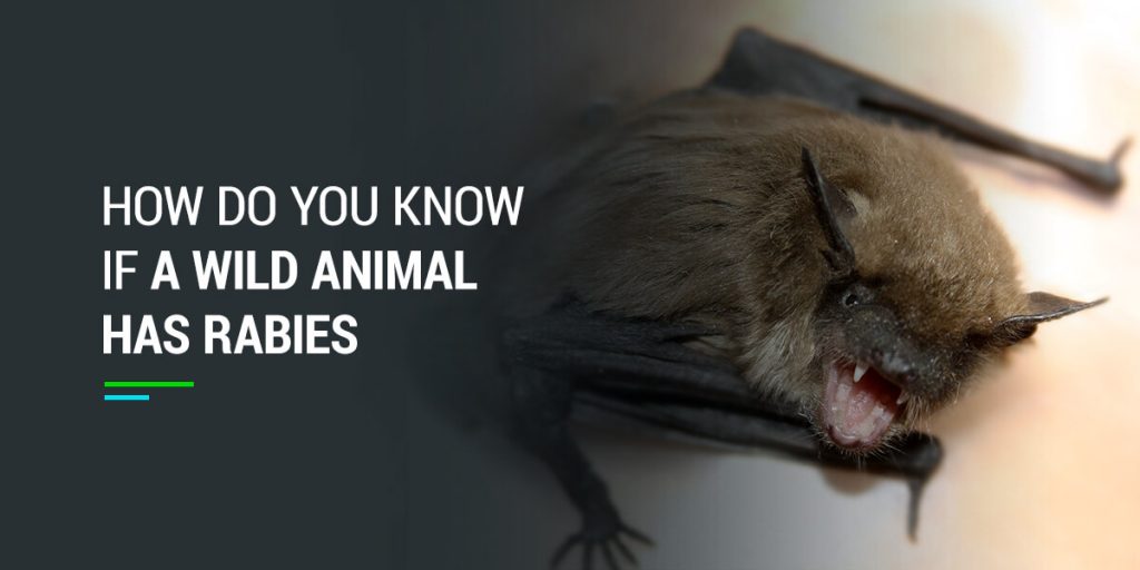 How to Identify Rabies in Animals & What to Do Next