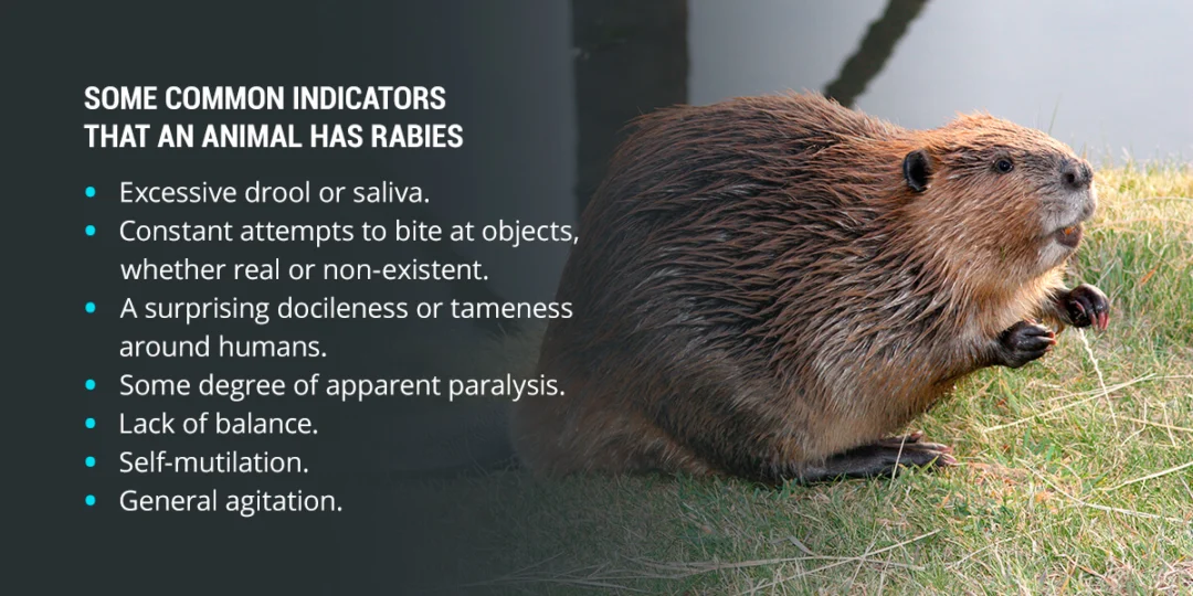 How to Identify Rabies in Animals & What to Do Next
