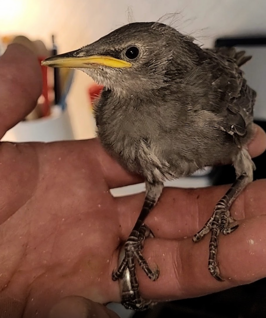 Tips on How to Keep Birds Away from Your Home & Yard