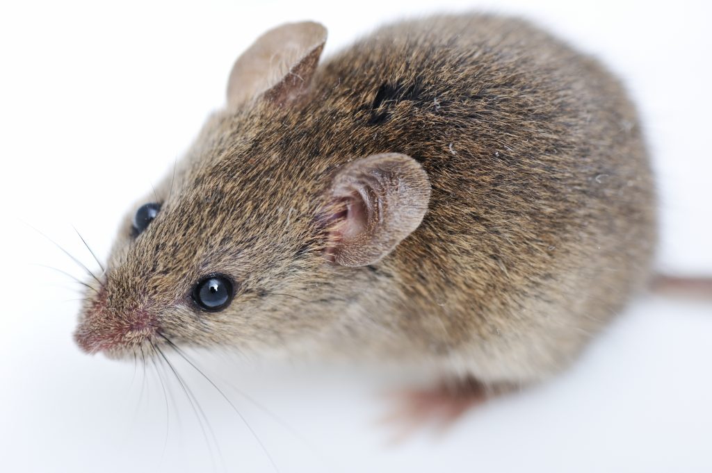 Signs of Mice in Your Home | Appearance, Diet, Behavior