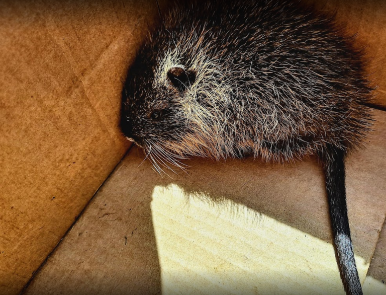What Attracts Rats to Your Home | Wildlife Removal Services