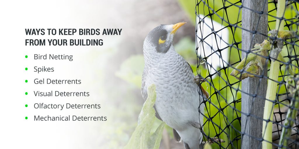 Best Bird Deterrents | How to Keep Birds Away