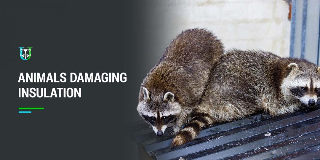 Wildlife and Animals Damaging Home Insulation