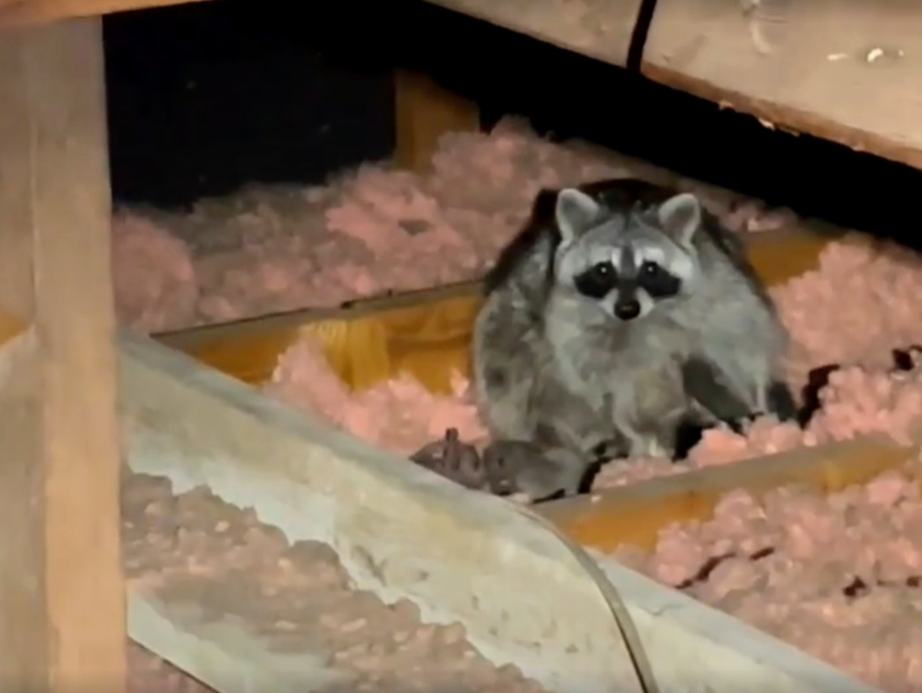 Wildlife and Animals Damaging Home Insulation