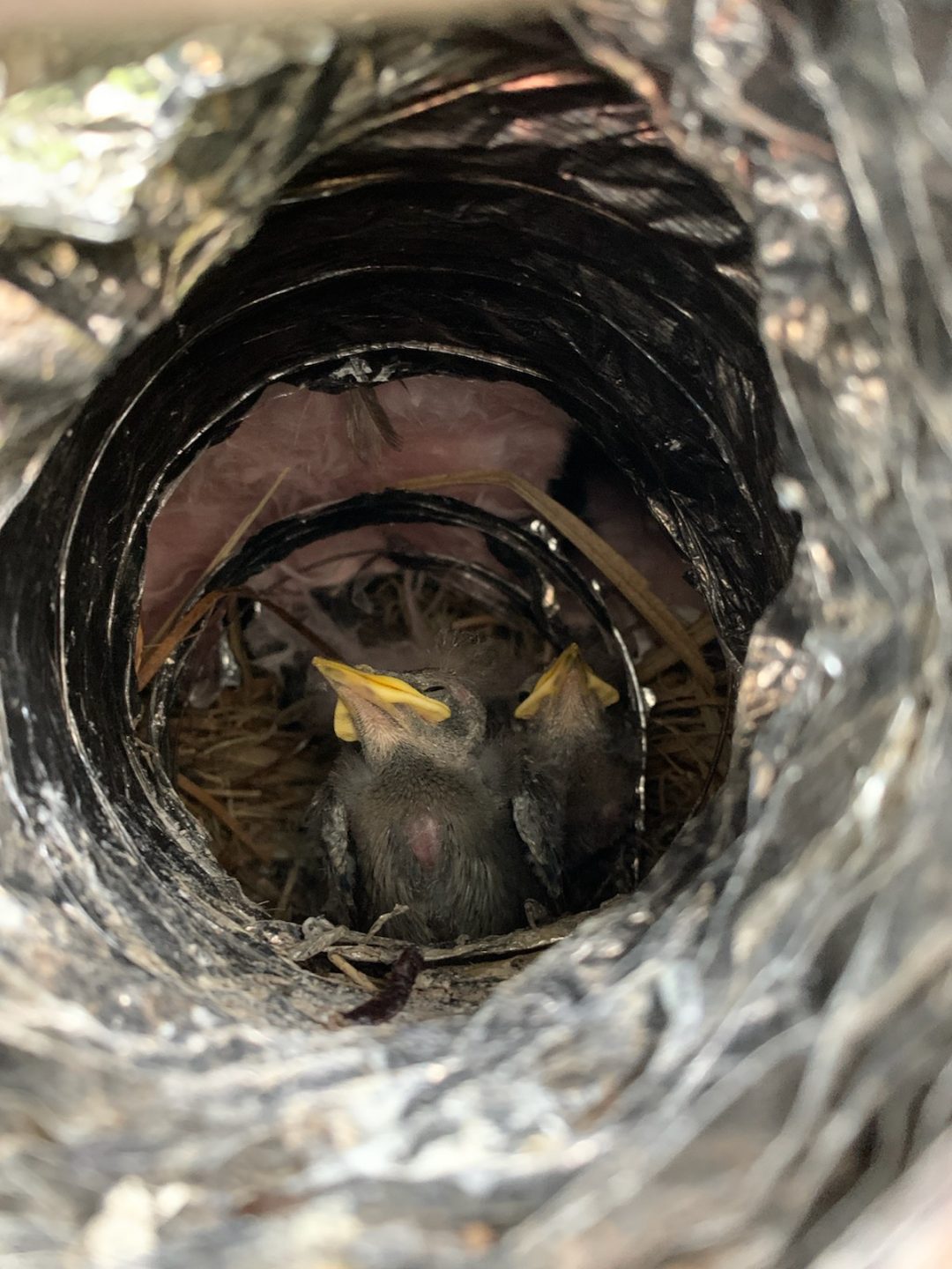 Invasive Texas Wildlife | Common Species Around Homes