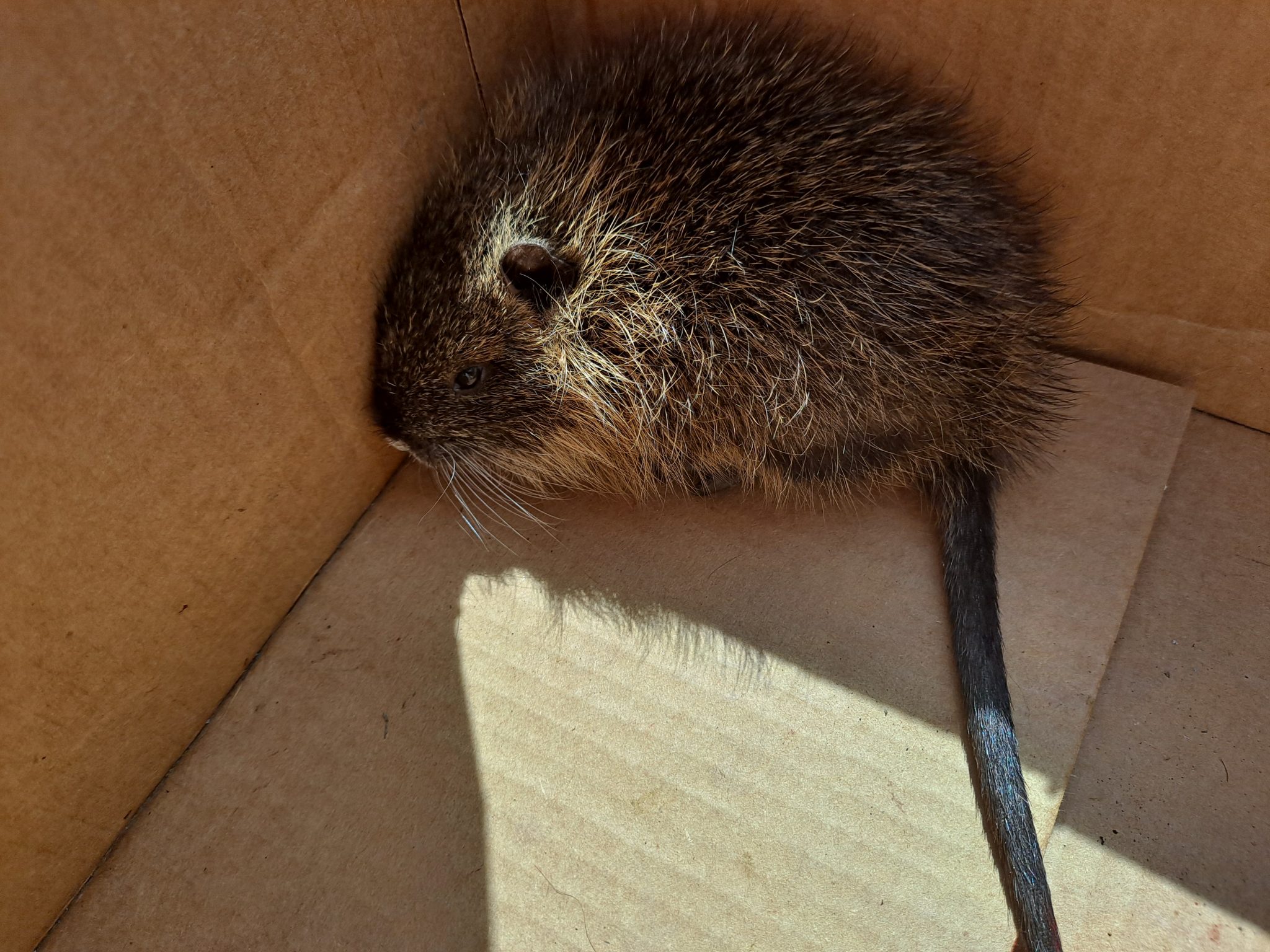 Invasive Texas Wildlife | Common Species Around Homes