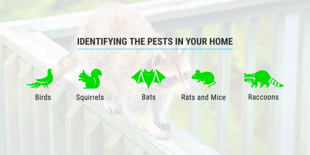 Scratching Noises in Your Home During the Day