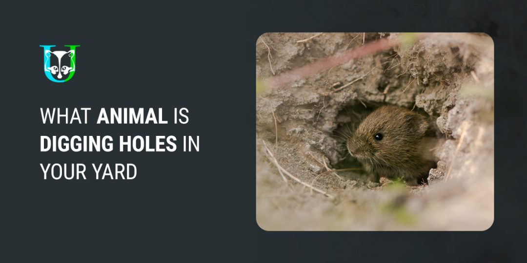 What Animal is Digging Holes in Your Yard?