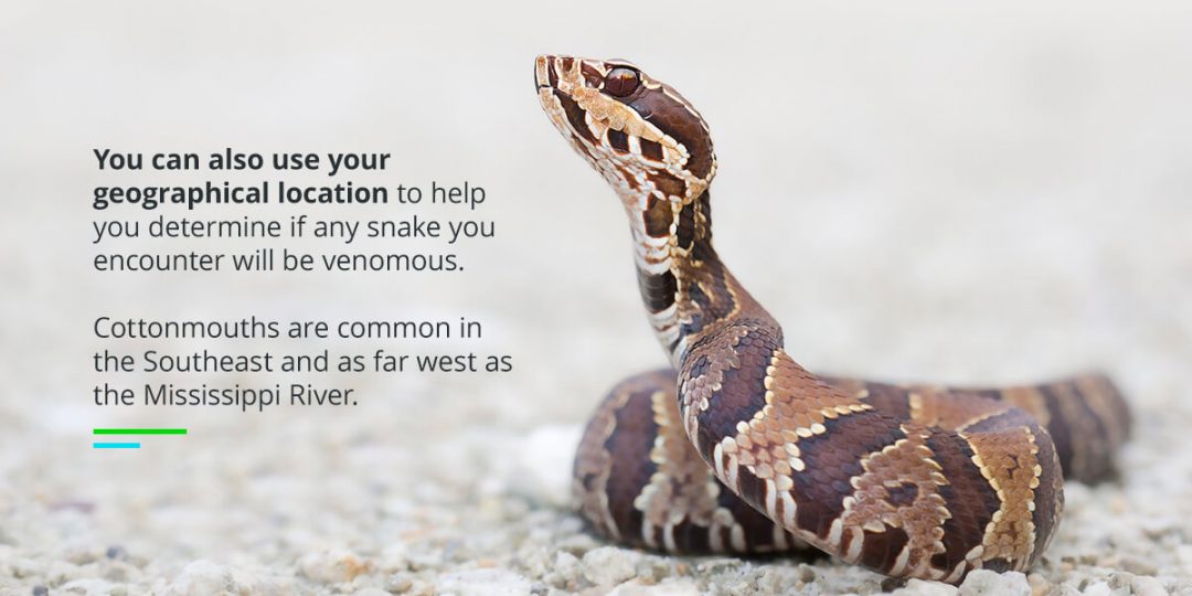 How to Tell if a Snake is Venomous | Color, Eyes, Head
