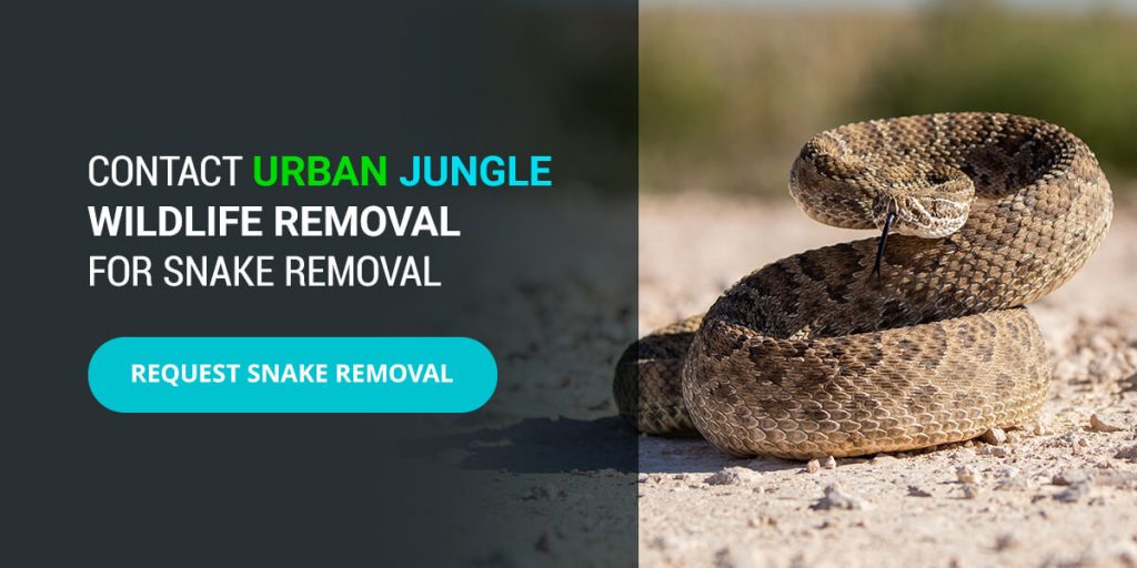 How to Tell if a Snake Is Venomous - Urban Jungle Wildlife Removal