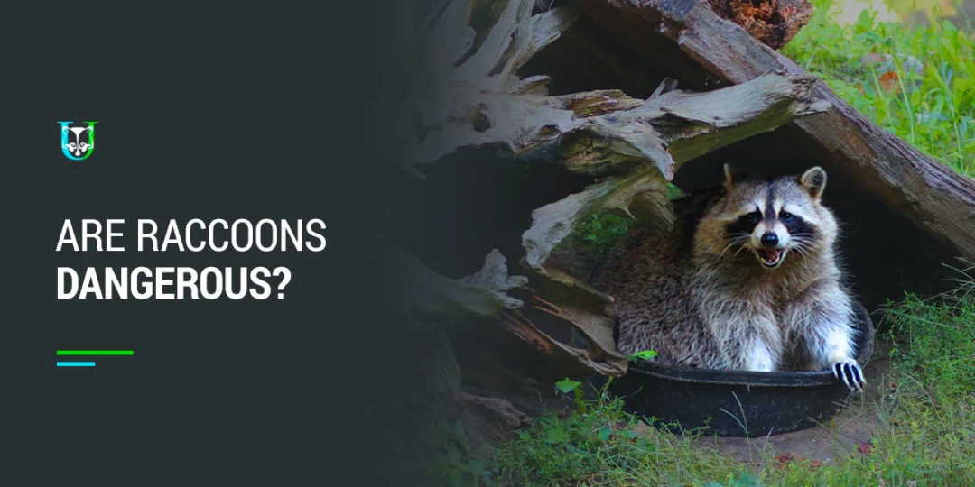 Are Raccoons Dangerous? - Urban Jungle Wildlife Removal