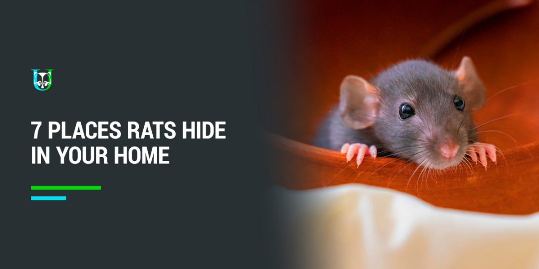 7 Places Rats Hide in Your Home