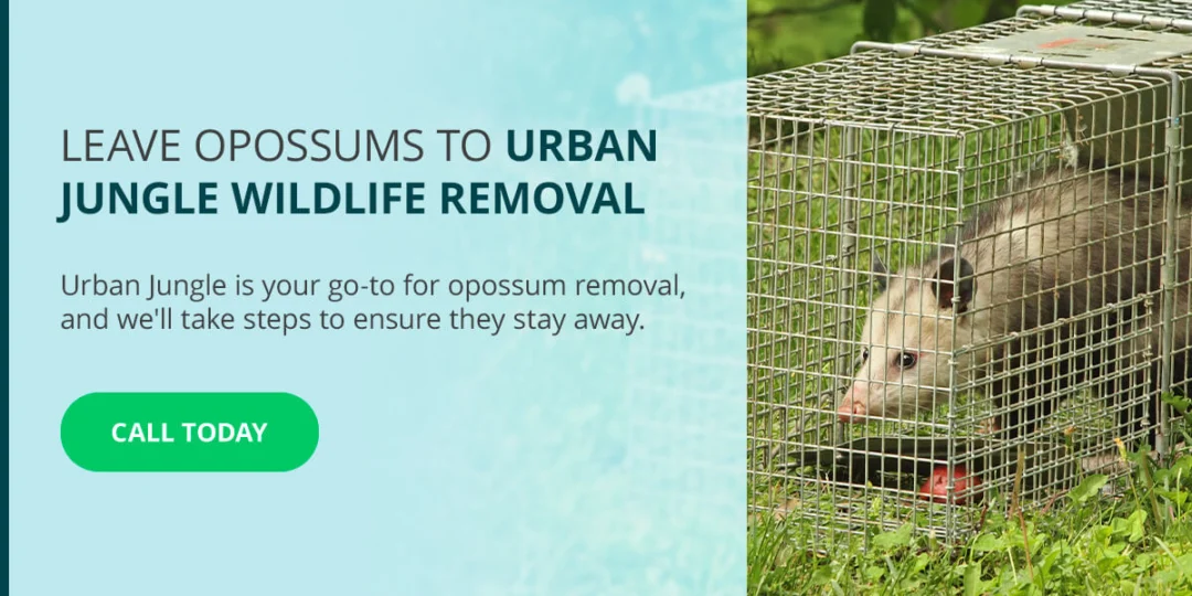 How to Tell if An Opossum is Dead or Playing Dead