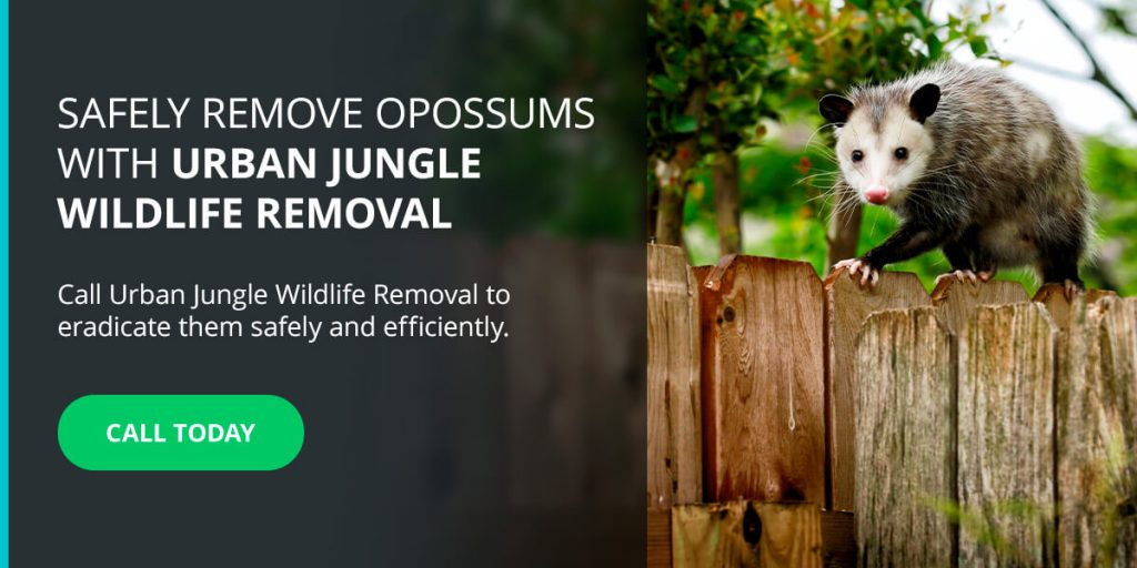 Urban Jungle Wildlife Removal