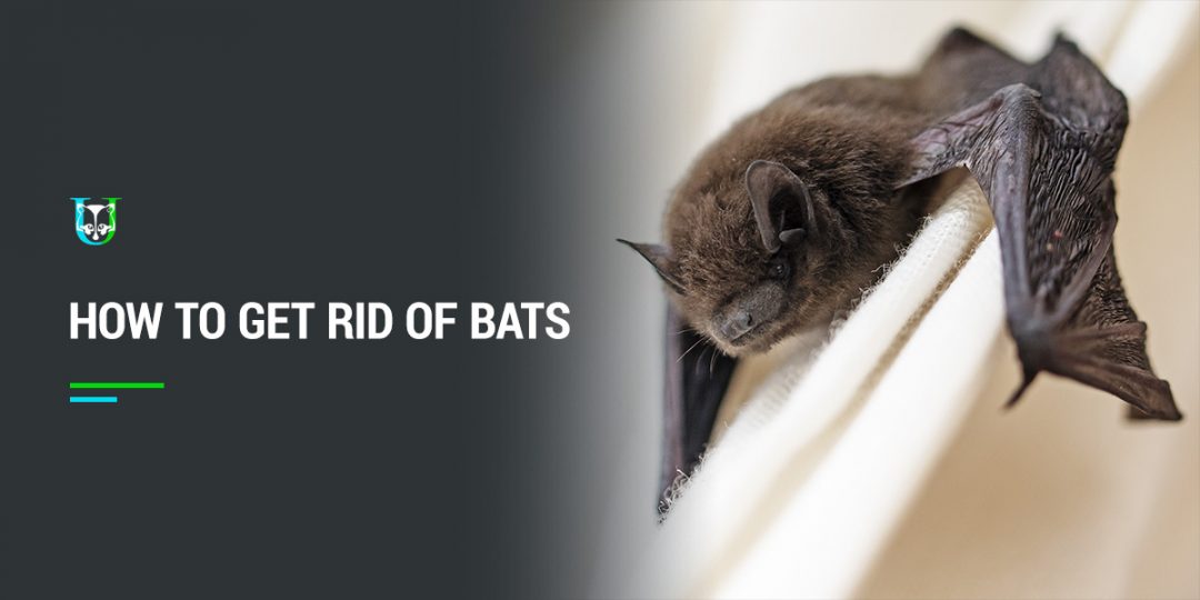 How to Get Rid of Bats - Urban Jungle Wildlife Removal