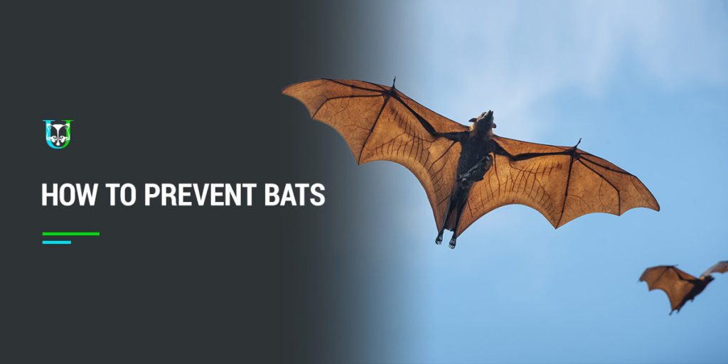 How to Prevent Bats - Urban Jungle Wildlife Removal