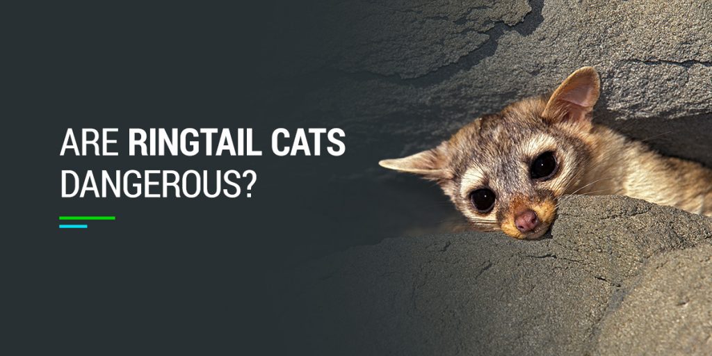 Are Ringtail Cats Dangerous? - Urban Jungle Wildlife Removal