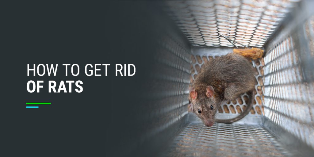 How to Get Rid of Rats - Urban Jungle Wildlife Removal