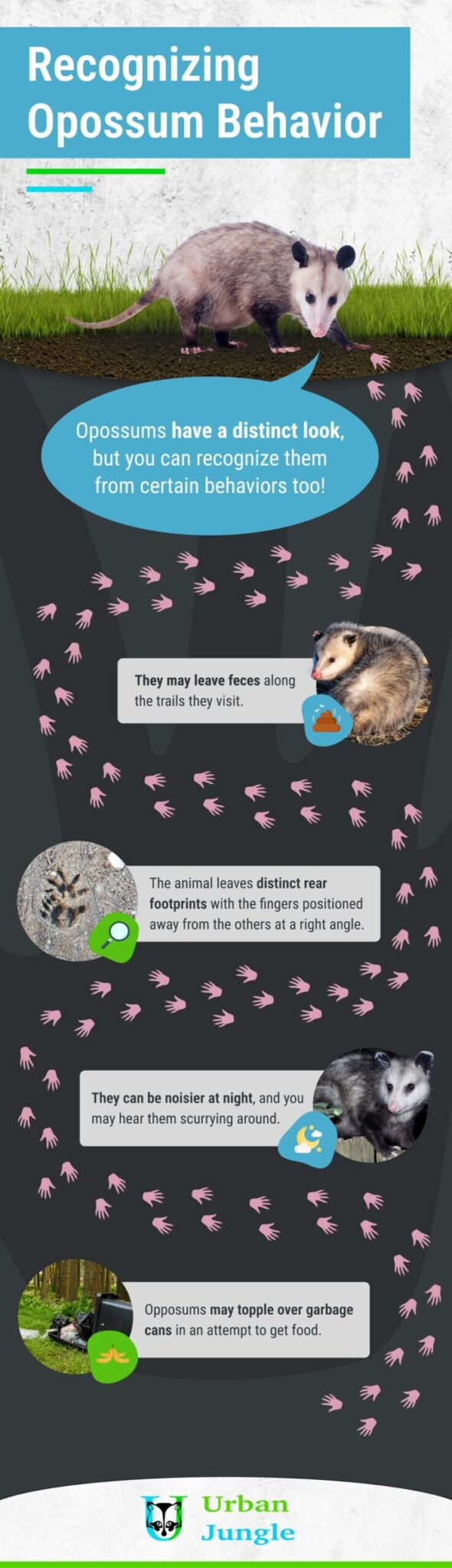 All About Opossums: Where They Live, Diet & Behavior